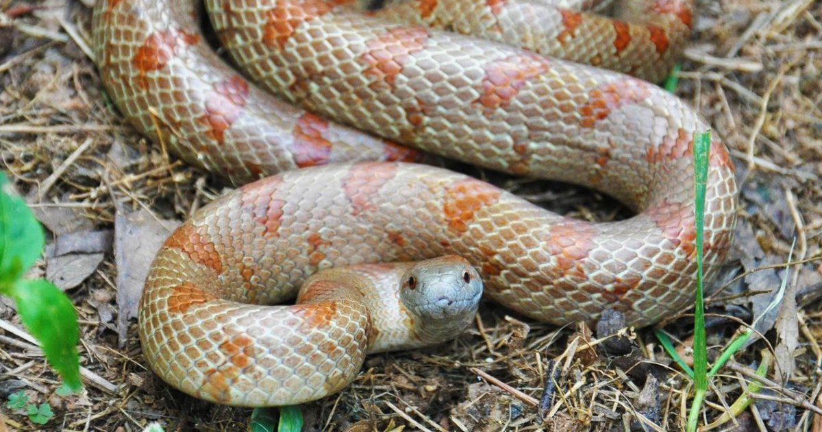 Hiking in Snake Country | Destination McDowell