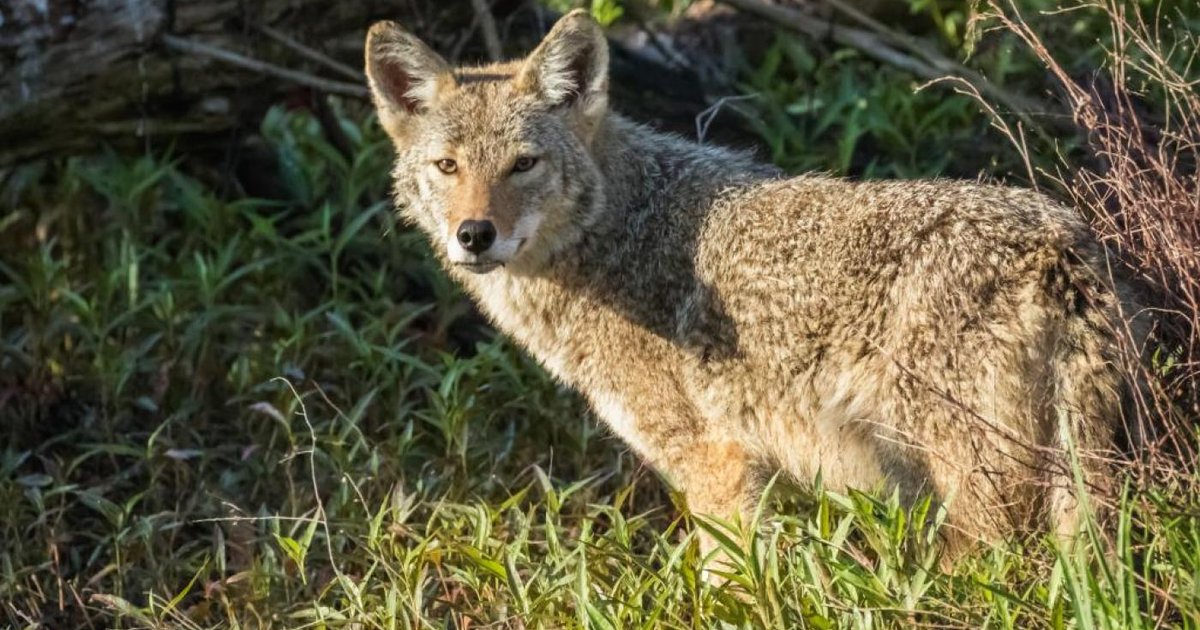 Clever Coyotes | Destination McDowell